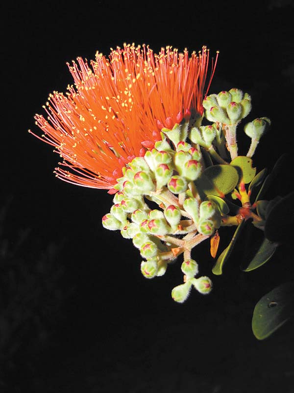 Ohia Lehua Tree _ Ultimate Guide to Growing Ohi’a Lehua – GWGK
